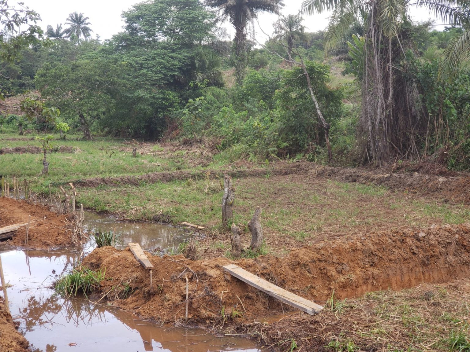 Swedish-Supported Community-Based Forest Management Project Taking ...